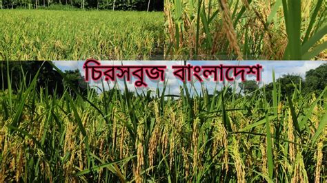 সবুজে ঘেরা গ্রাম বাংলার অপরুপ দৃশ্য প্রতিটি ধানের মাঝেই থাকে এক একটি