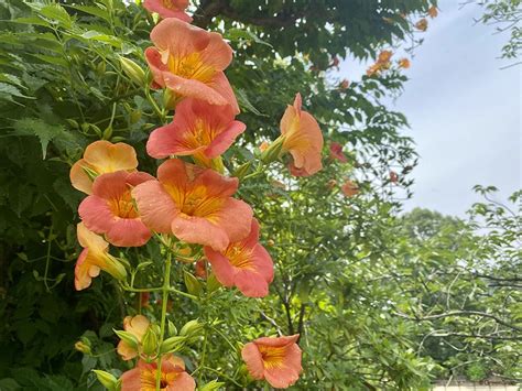 Horti By Greensnap
