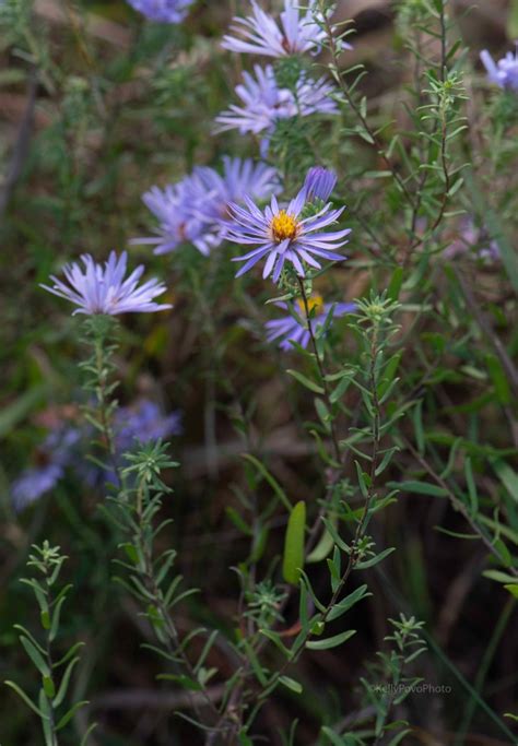 Minnesotas Native Asters Flower Chasers