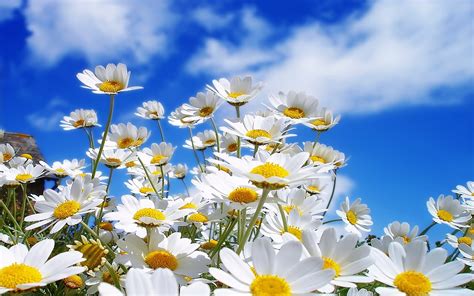 Daisies Wallpaper 1920x1200 66403