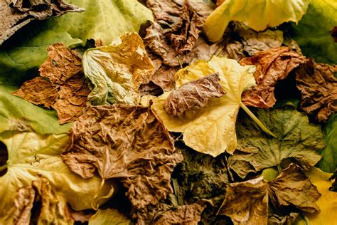 How To Compost Leaves A Practical Guide For Eco Friendly Gardens