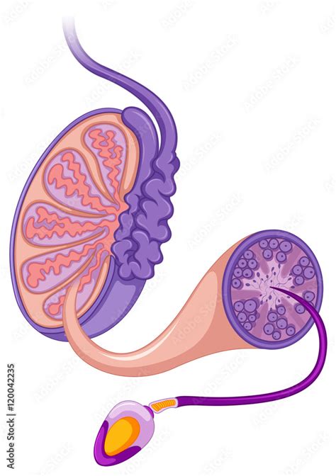 Male Reproductive System Detailed Diagram Images And Photos