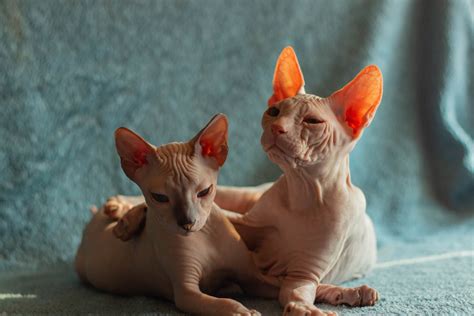 Cat Breeds Which Shed The Least Cat World
