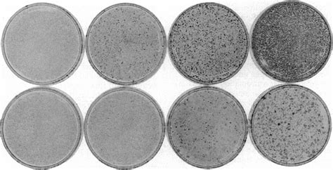 Appearance Of Assay Dishes From C Cells And Cells That Had Previously