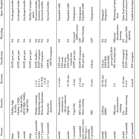 Morphology Of Dendritic Spine And Synaptic Activity Download Table
