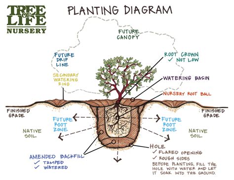 Planting Guide Tree Of Life Nursery