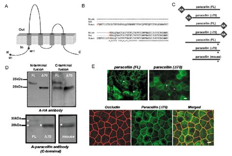 Translational Start Site Of Paracellin 1 A The Structure Of