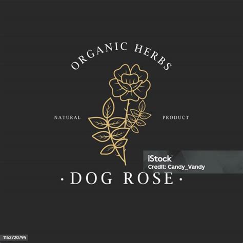 개장미 꽃입니다 스파 및 뷰티 살롱 부티크 유기농 상점 웨딩 꽃 디자이너 인테리어 및 화장품 용 로고 식물 꽃 요소입니다 로고에 대한 스톡 벡터 아트 및 기타 이미지