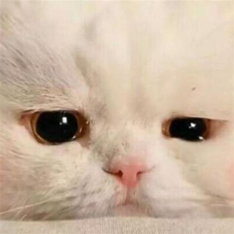 99 Meme Mèo Khóc Thét Dỗi Slay Cực Cute