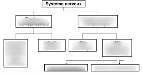 Le Système Nerveux Diagram Quizlet
