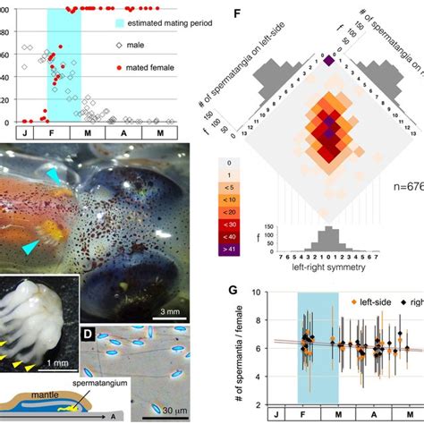 The Mode Of And Change In Sperm Storage Throughout The Reproductive Download Scientific Diagram