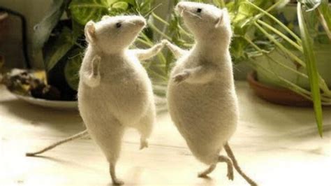 Qué significa la frase cuando el gato no está los ratones bailan