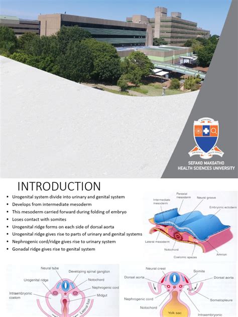 Development And Histology Of The Resproductive System Pdf Testicle