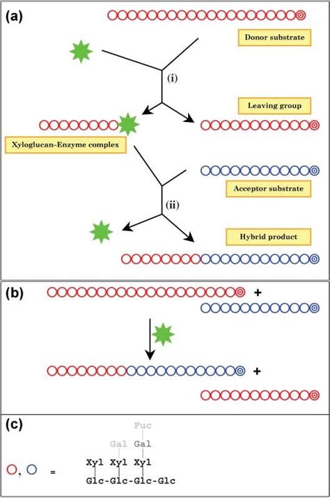 Schematic Views Of The Polysaccharide To Polysaccharide Xyloglucan