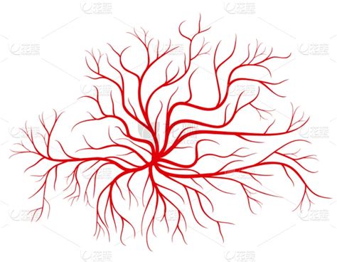 红色 血管 轮廓 白色 自然 健康保健 人 弯曲素材 花瓣网