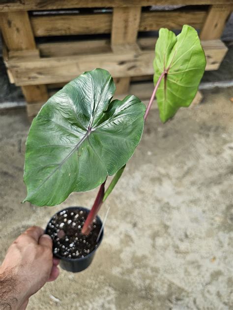 Colocasia Esculenta Redemption L