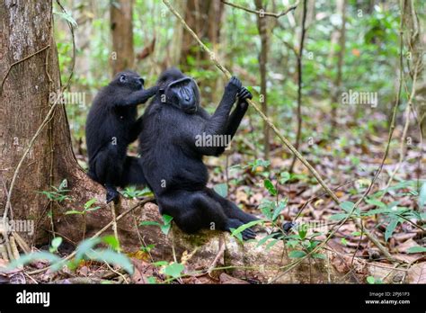 Crested Black Macaques Macaca Nigra Grooming In Tangkoko Nature Reserve North Sulawesi