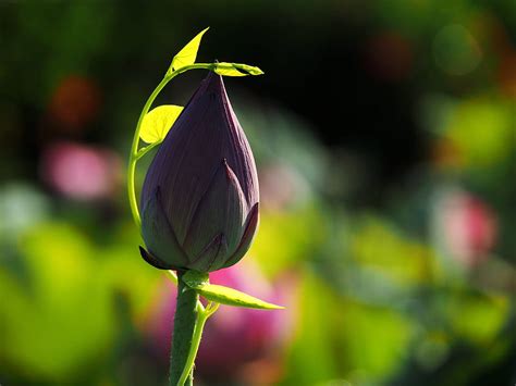 Flowers Lotus Bud Blur Smooth Stem Stalk Hd Wallpaper Pxfuel