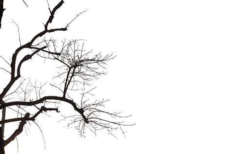 죽은 나뭇 가지 클리핑 경로와 흰색 배경에 실루엣 죽은 나무 또는 마른 나무 가을에 대한 스톡 사진 및 기타 이미지 가을