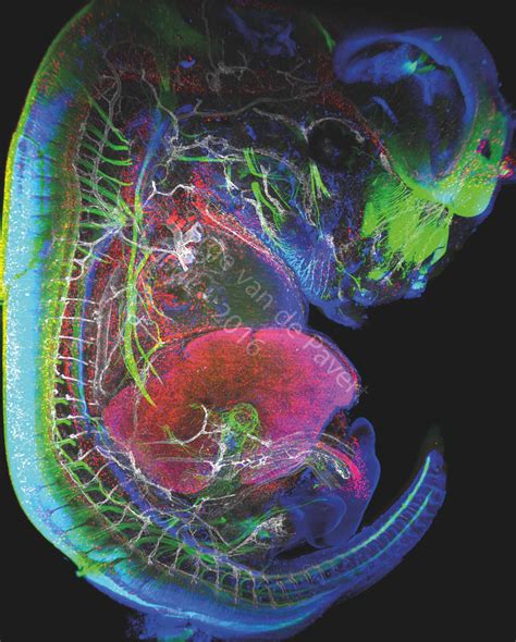Development Of The Immune System Ciml
