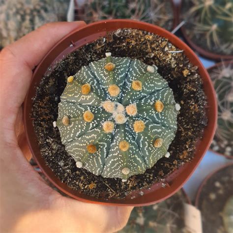 Astrophytum Asterias