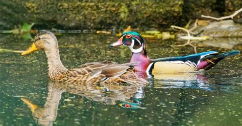 Predator Proofing Paradise How To Keep Ducks Safe From Predators