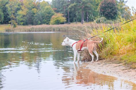 Denver Pit Bull Ban Lifted Should You Go Gopetfriendly