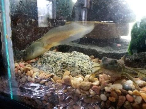 Tadpole 1 And 2 Lizard Amphibians Frog And Toad