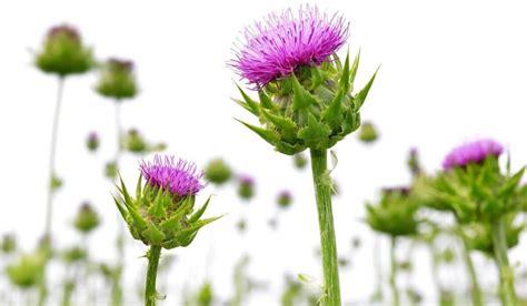 Have You Tried A Milk Thistle Weight Loss Program 3 Best Picks To Try