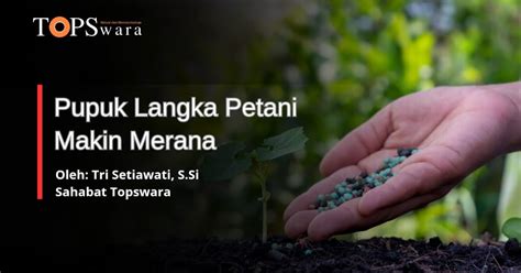 Pupuk Langka Petani Makin Merana