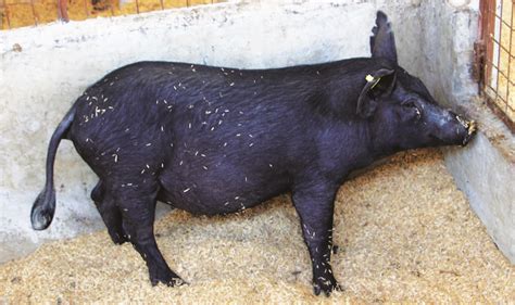 A Unique Farm School For Raising Native Pigs Agriculture Monthly