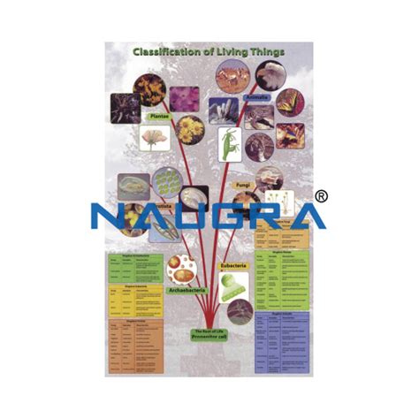 Biology Lab Classification Of Living Things Poster Manufacturers