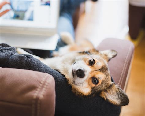 Secure Wifi Connectivity Service Zyxel Networks