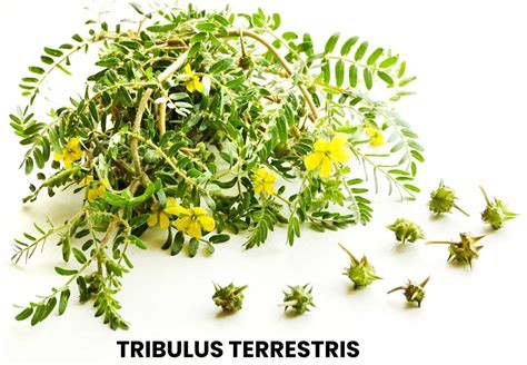 Tribulus Terrestris T