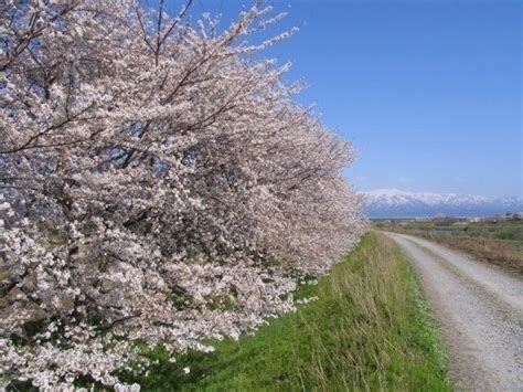 加治川堤桜花見特集2025