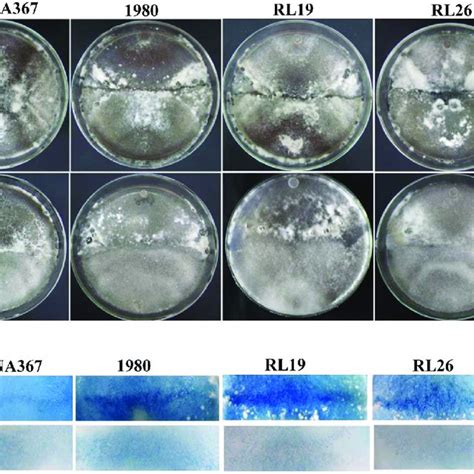 Ssmyrv4 Mediated Suppression Of Vegetative Incompatibility Reaction And