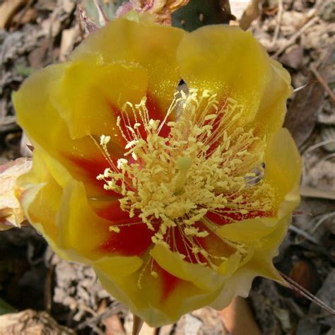 Purple Prickly Pear