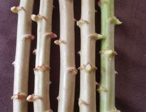 5 Fresh Cuttings Cassava Yuca Cuttings 6 8 Cuts Manihot