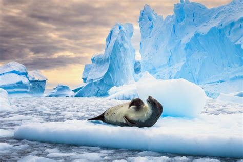 New Trigger Of Antarctic Ice Sheet Loss Identified •