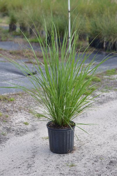 Dwarf Fakahatchee Grass Check Price List For Spec Three Volcanoes Farm