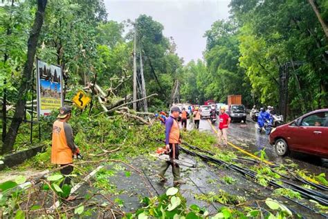 Angin Kencang Dan Hujan Pohon Tumbang Picu Tersendatnya Lalin Di Jalan