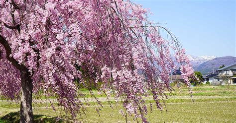Quand Et Comment Tailler Les Cerisiers Pleureurs Brico Jardin