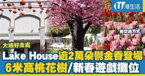 大埔好去處｜大埔lake House 2萬朵鬱金香後花園盛放！必打卡水上木橋＋遊戲攤位全新開幕水族館（附交通方式） Uhk 港生活