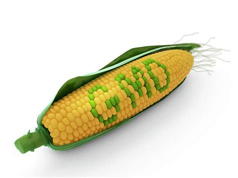 Corn Genetically Modified Food At Sergio Hasting Blog