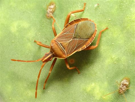 Cactus Bug Chelinidea Vittiger Picture Insect
