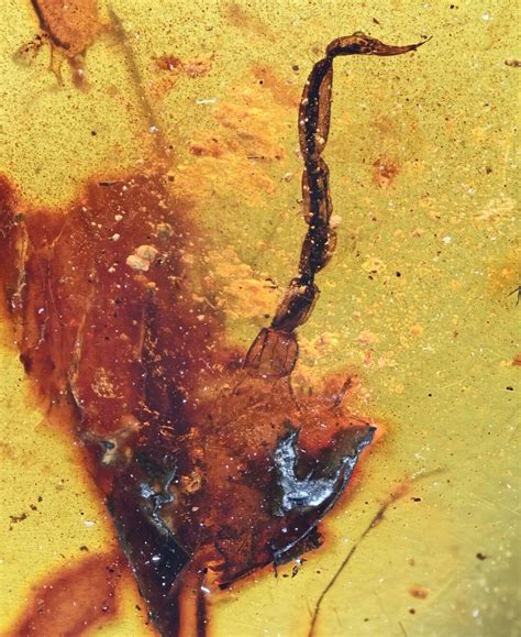 Rare Scorpion Fossil Inclusion In Burmese Amber Etsy