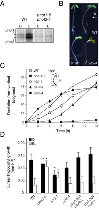 Phot1 Inhibition Of Abcb19 Primes Lateral Auxin Fluxes In The Shoot