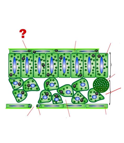 Photosynthesis Flashcards Memorang
