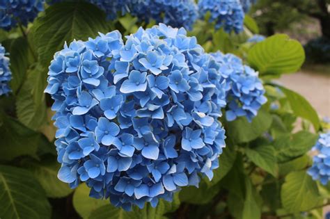 Hydrangea Maizuru Park 001 Fukuoka Now