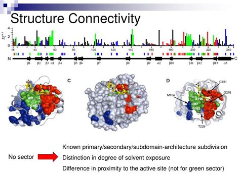 Ppt Protein Sectors Evolutionary Units Of Three Dimensional